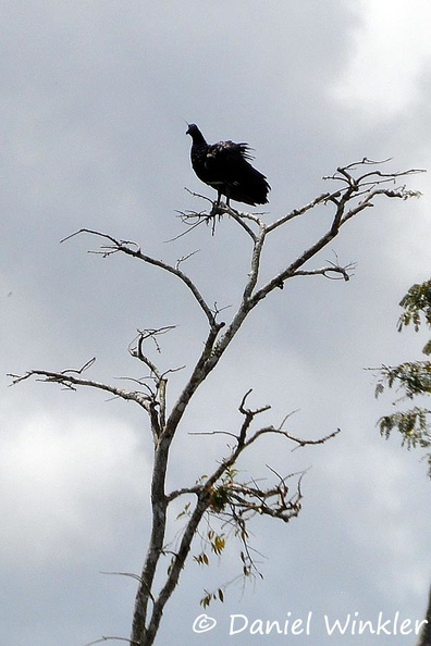 Horned Screamer Anhima cornuta tree