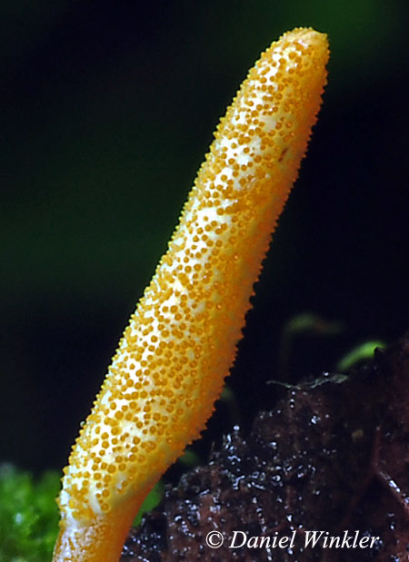 Bolivian Amazon Cordyceps | Mushroaming - Daniel Winkler's Webpages ...