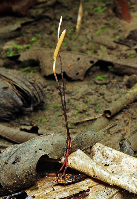 Bolivian Amazon Cordyceps | Mushroaming - Daniel Winkler's Webpages ...