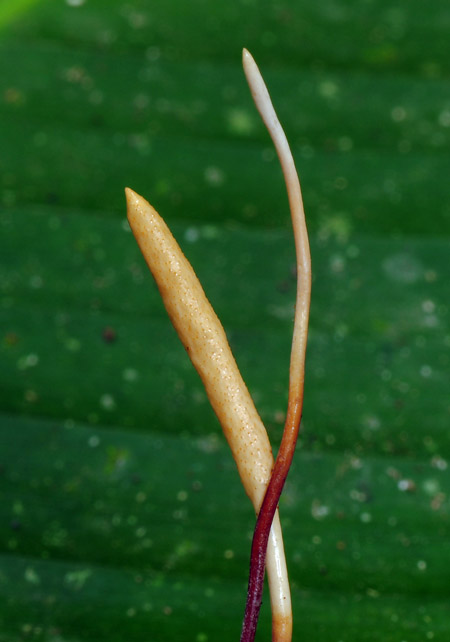 Bolivian Amazon Cordyceps | Mushroaming - Daniel Winkler's Webpages ...